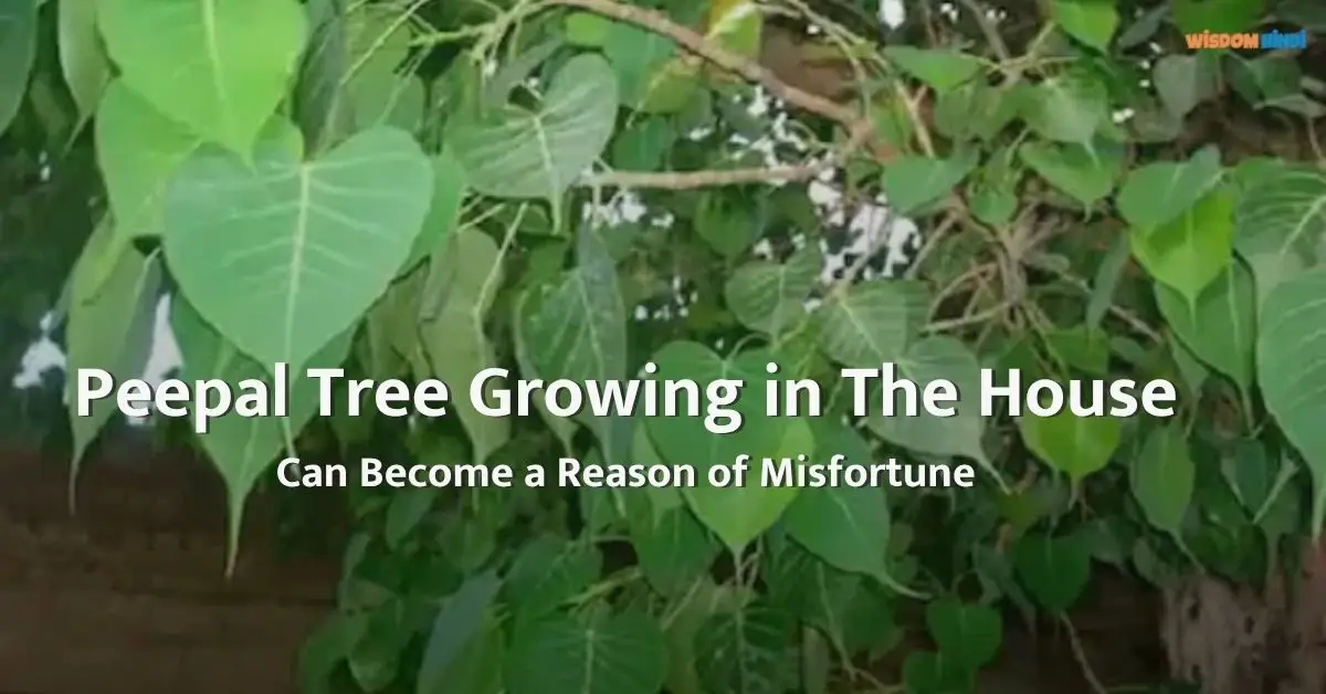 How To Remove Peepal Tree From The House